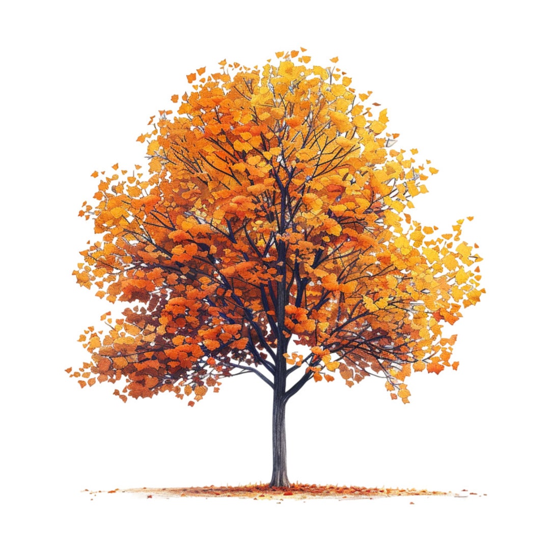 Elm Tree Summer and Fall Clipart Bundle, 16 High-quality JPG, Craft Art ...