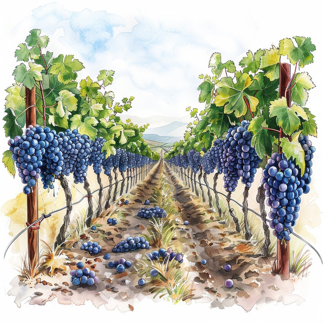 Vineyard Grapes Clipart Bundle, 16 High-quality JPG, Craft Art, Card ...
