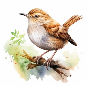 15 Wren Bird on Branch Clipart Bundle, High-quality JPG, Craft Art ...