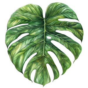 Monstera Plant Leaf Clipart Bundle, 16 High-quality JPG, Craft Art ...