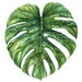Monstera Plant Leaf Clipart Bundle, 16 High-quality JPG, Craft Art ...