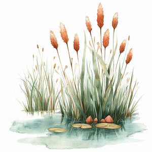 16 Cattails and Reeds in Water Pond Clipart Bundle, 16 High-quality JPG ...