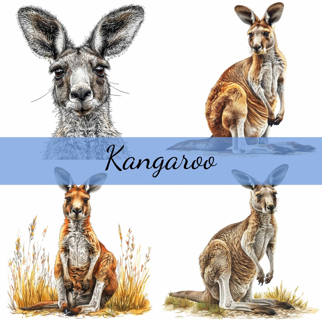 15 Kangaroo Clipart Bundle, 15 High-quality JPG, Craft Art, Card Making ...