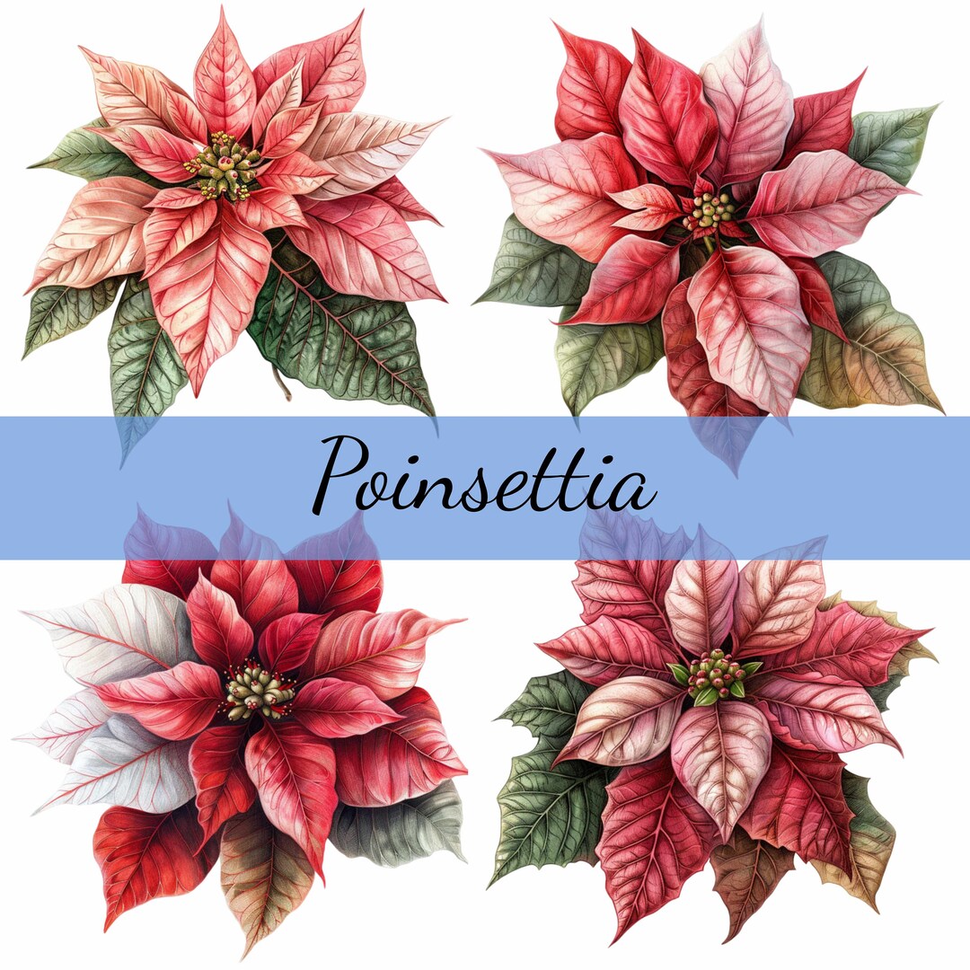 15 Poinsettia Flower Clipart Bundle, 15 High-quality JPG, Craft Art ...