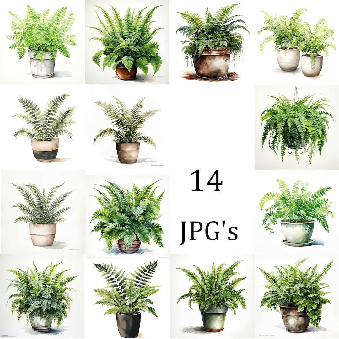 Ferns in Pots Clipart Bundle, High-quality JPG, Craft Art, Card Making ...