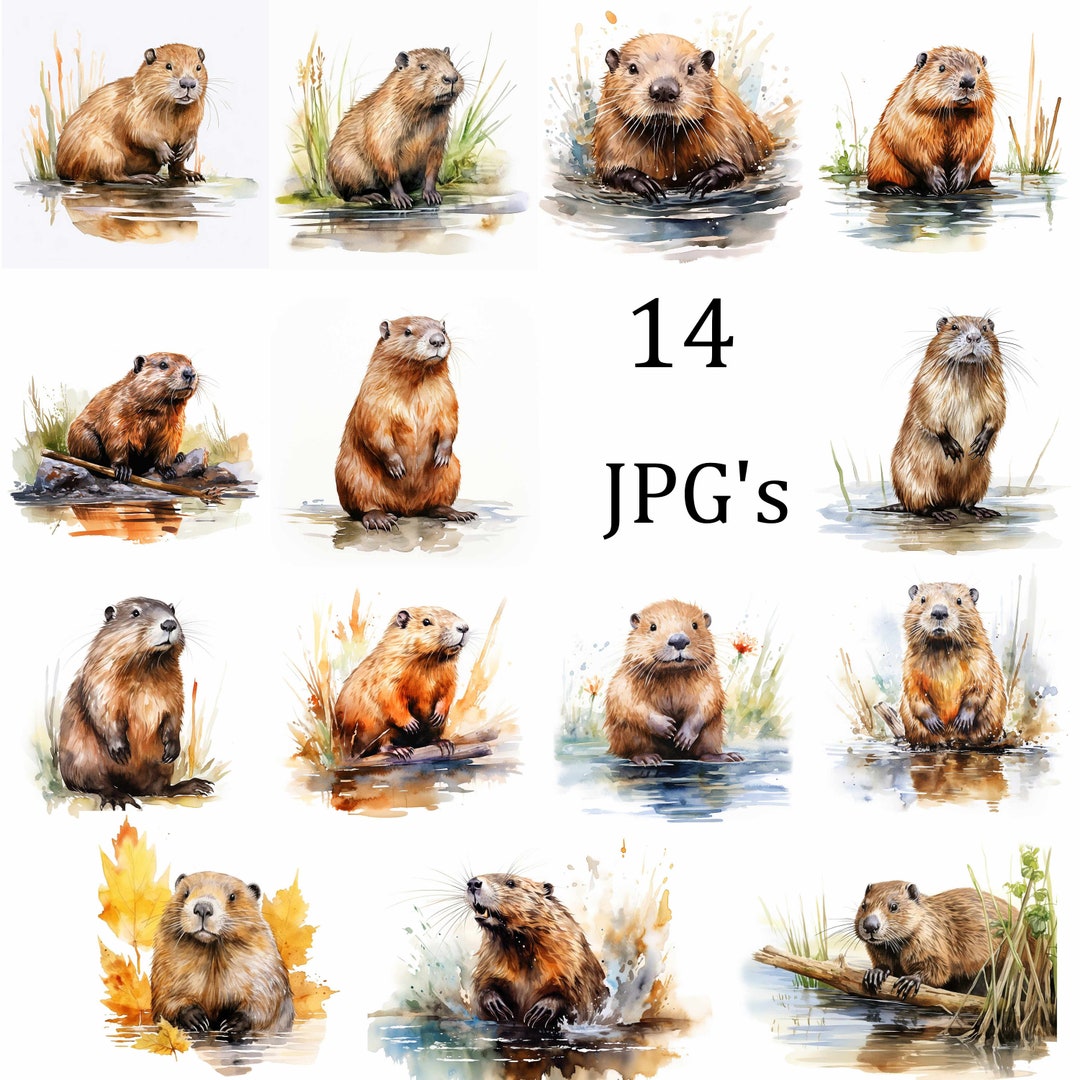 14 Beaver in Nature Clipart Bundle, High-quality JPG, Wall Art, Card ...