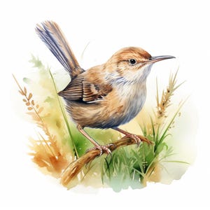 14 Wren Bird in Grass Clipart Bundle, High-quality JPG, Craft Art, Card ...