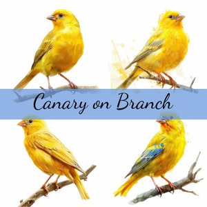 Canary Bird on A Tree Branch Clipart Bundle, 16 High-quality JPG, Craft ...