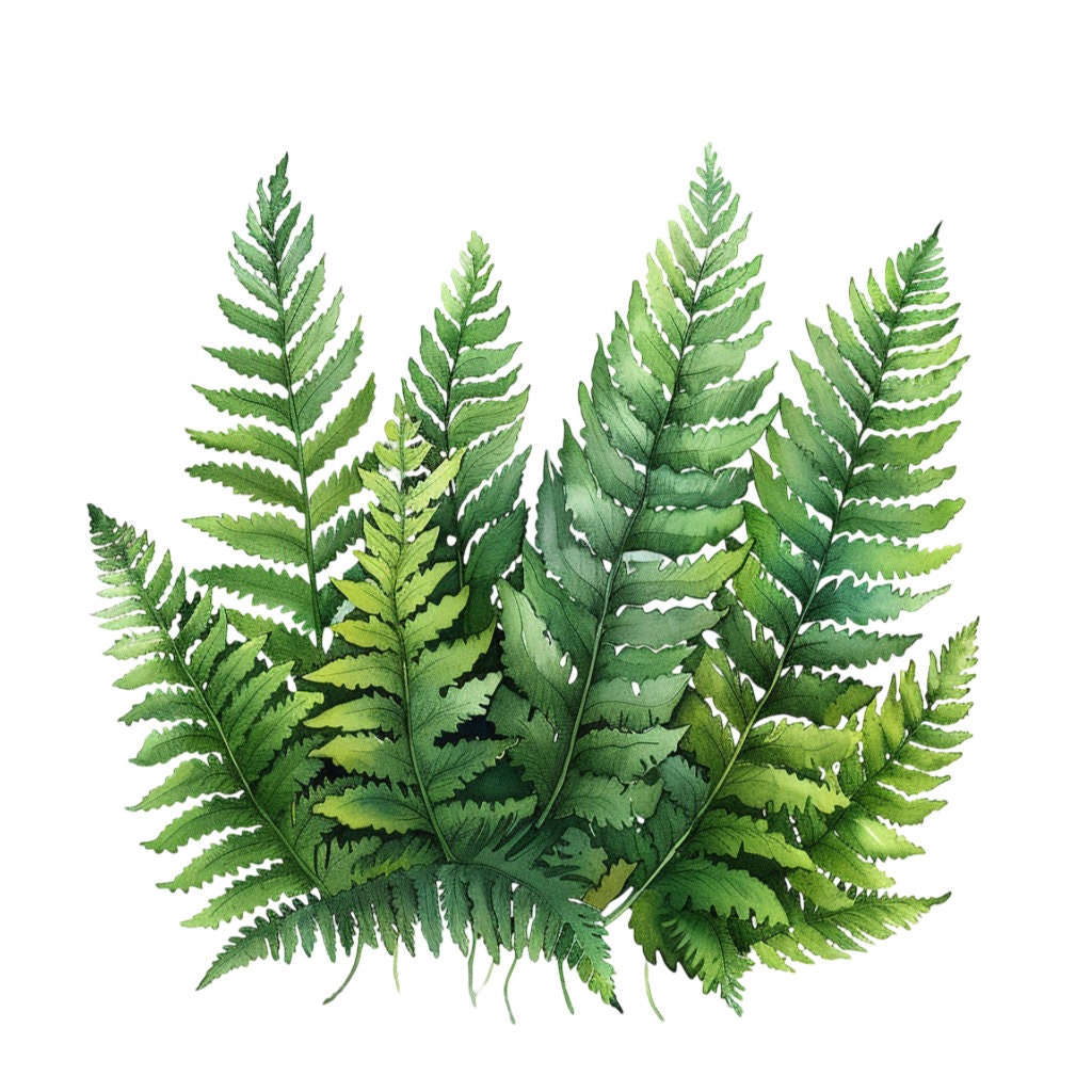 Forest Ferns Clipart Bundle, 16 High-quality JPG, Craft Art, Card ...