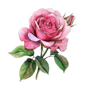 16 Tea Rose Flower Clipart Bundle, 16 High-quality JPG, Craft Art, Card ...