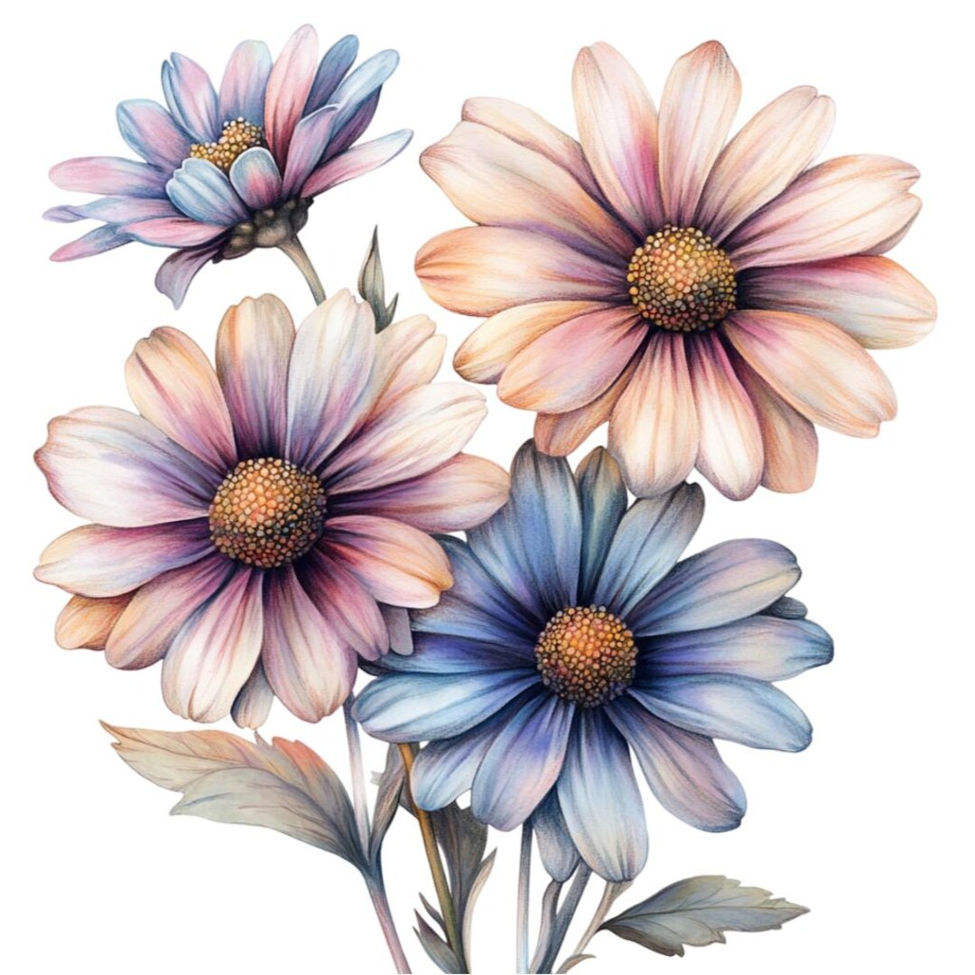 Pastel Cottage Daisy Flowers Clipart Bundle, 16 JPG and Transparent PNG ...