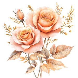 Peach Roses With Gold Clipart Bundle, 16 JPG and Transparent PNG ...