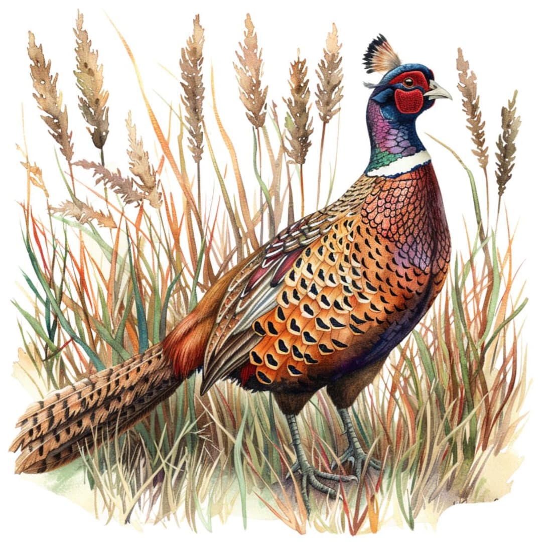Pheasant Bird in Grass Clipart Bundle, 12 High-quality JPG, Craft Art, Card Making, Clip Art ...
