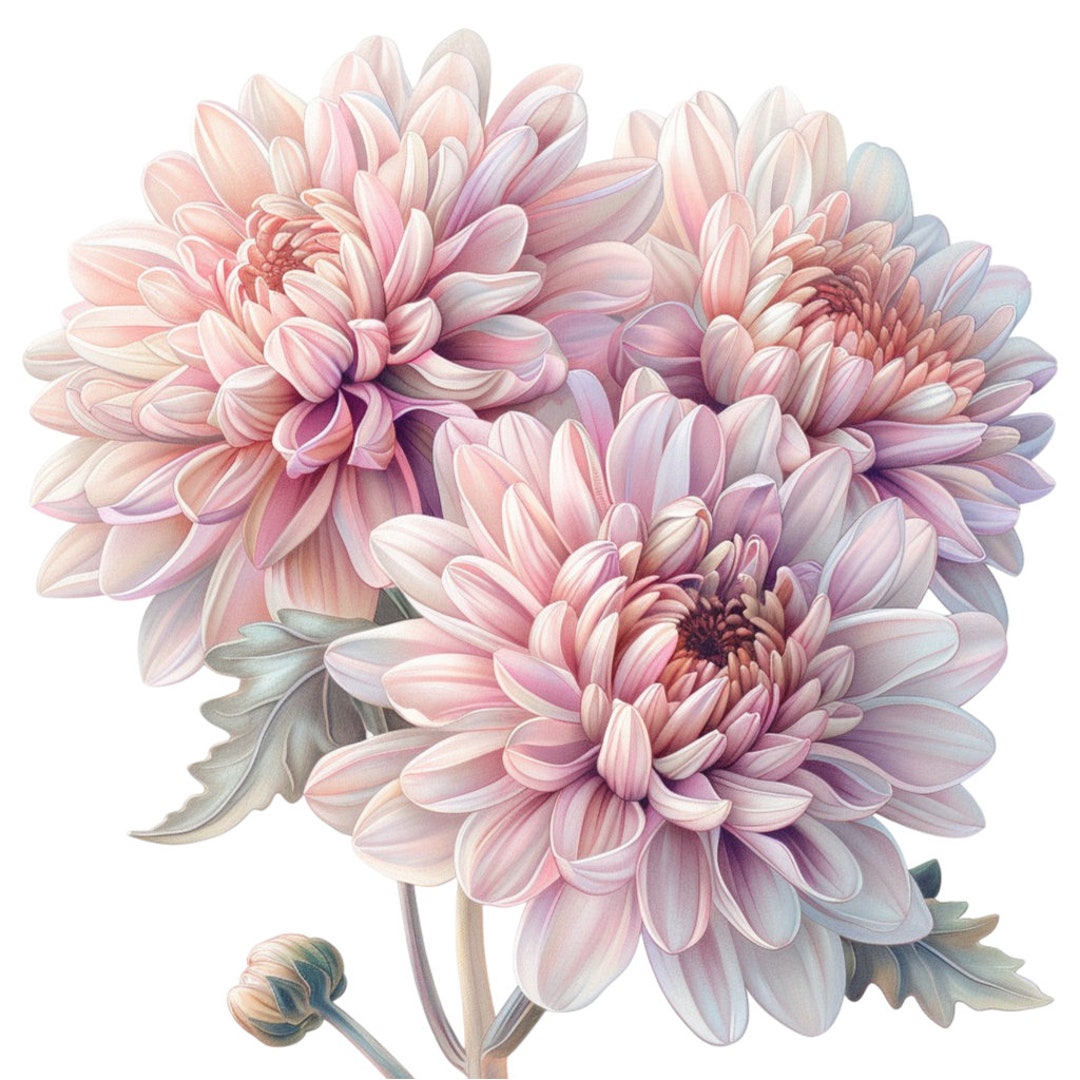 Chrysanthemum Flowers Pink Mums Clipart Bundle, 16 High-quality JPG ...