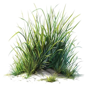 Grass Clump Clipart Bundle, 16 High-quality JPG, Craft Art, Card Making ...
