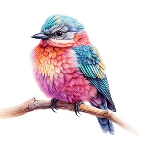 Puffy Fluffy Rainbow Birds Clipart Bundle, High-quality JPG, Craft Art ...