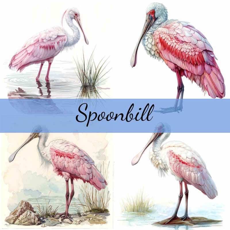 Spoonbill - Etsy