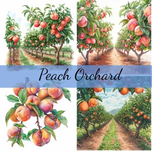 15 Peach and Peach Orchard Clipart Bundle, 15 High-quality JPG, Craft ...