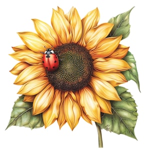 Sunflower With Ladybug Clipart Bundle, 16 High-quality JPG, Craft Art ...