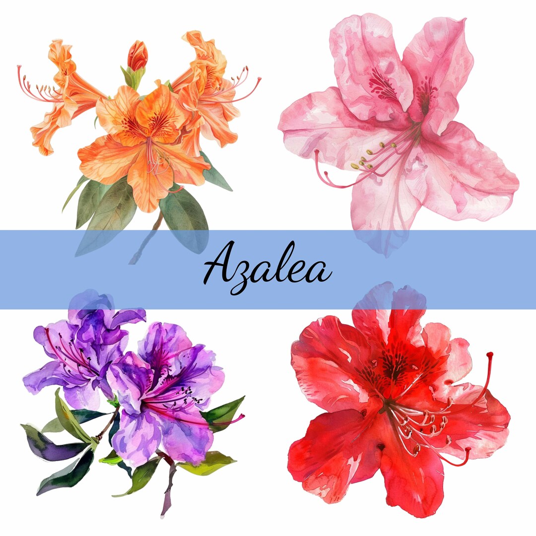 Azalea Flower Mix Clipart Bundle, 15 High-quality JPG, Craft Art, Card ...