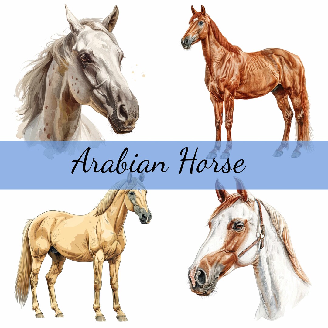 15 Arabian Horse Clipart Bundle, 15 High-quality JPG, Craft Art, Card ...