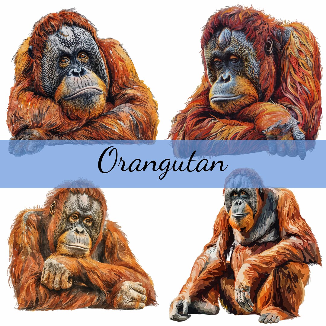 12 Orangutans Clipart Bundle, 12 High-quality JPG, Craft Art, Card ...