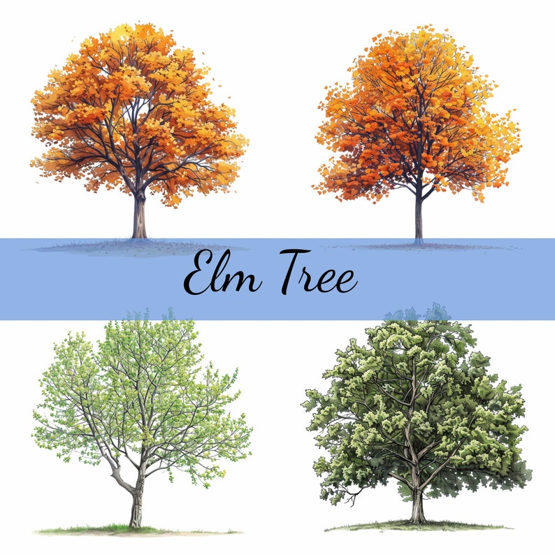 Elm Tree Summer and Fall Clipart Bundle, 16 High-quality JPG, Craft Art ...