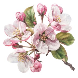 Apple Blossomflowers Clipart Bundle, 16 High-quality JPG, Craft Art ...
