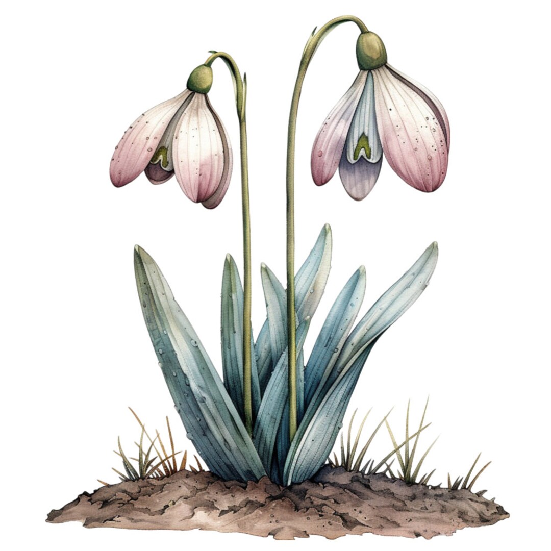 Snowdrop White Flower Clipart Bundle, 16 High-quality JPG, Craft Art ...