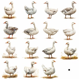 Pretty Goose Clipart Bundle, 15 High-quality JPG, Craft Art, Card ...