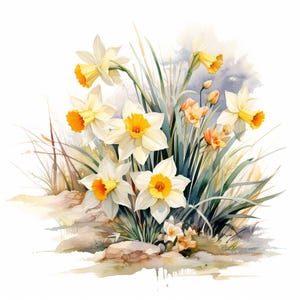 16 Daffodil Bunches Clipart Bundle, High-quality JPG, Craft Art, Card ...