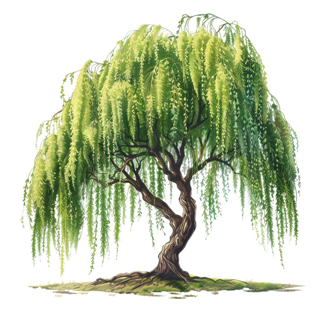 Willow Tree Summer and Fall Clipart Bundle, 16 High-quality JPG, Craft ...