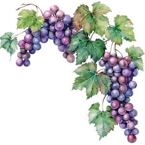 Grape Corner Frame Clipart Bundle, 16 High-quality JPG, Craft Art, Card ...