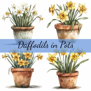 Daffodil in Flower Pot Clipart Bundle, 16 High-quality JPG, Craft Art ...