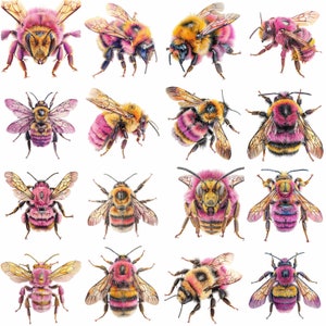 16 Bee Pink Gold and Fuzzy Clipart Bundle, 16 High-quality JPG, Craft ...
