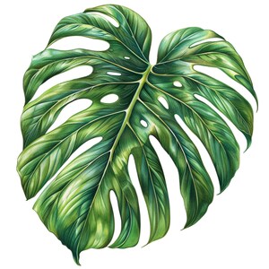 Monstera Plant Leaf Clipart Bundle, 16 High-quality JPG, Craft Art ...