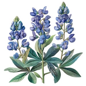 False Indigo Purple Blue Flower Clipart Bundle, 16 High-quality JPG ...