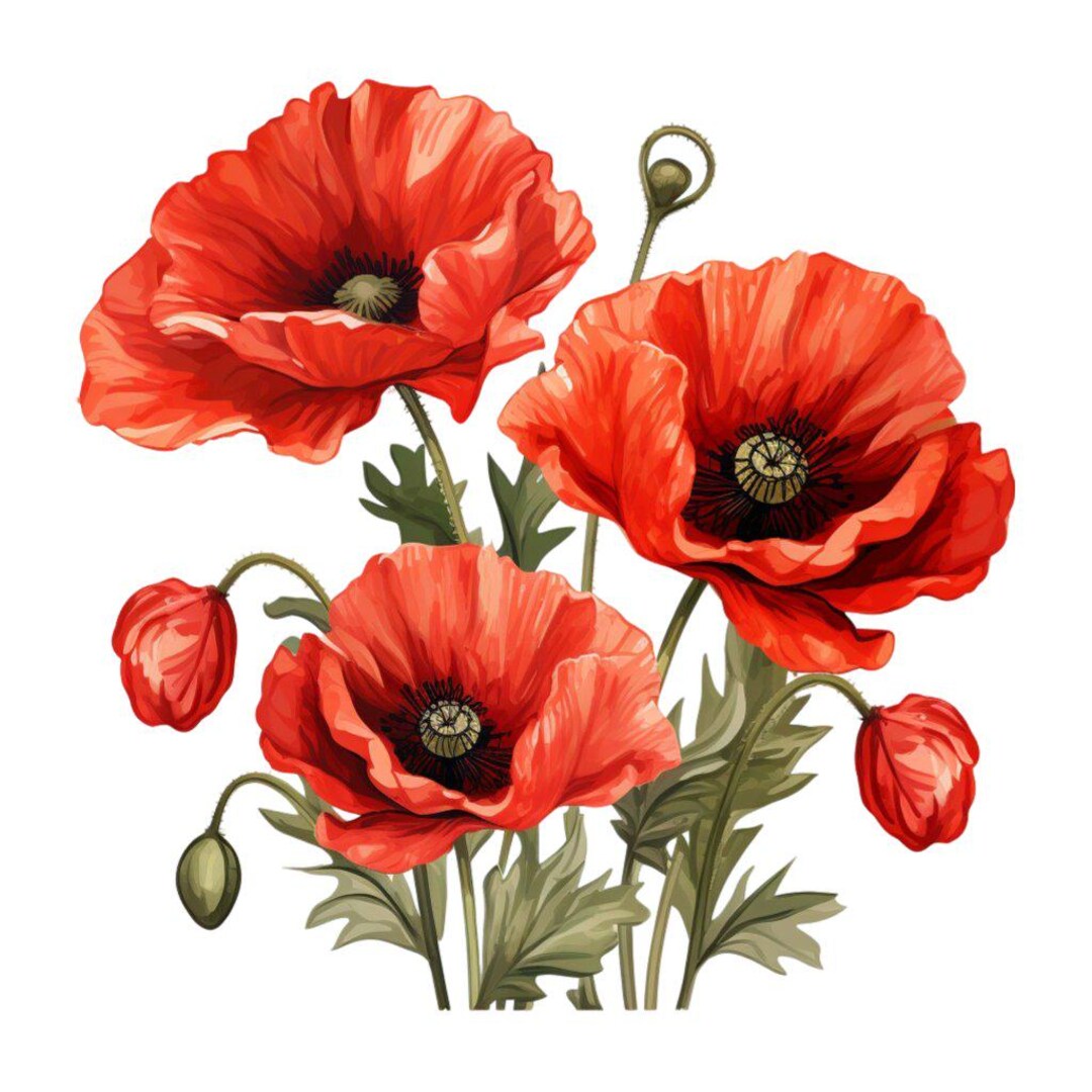 Red Poppy Flower Design Clipart Bundle 16 Transparent PNG Download ...