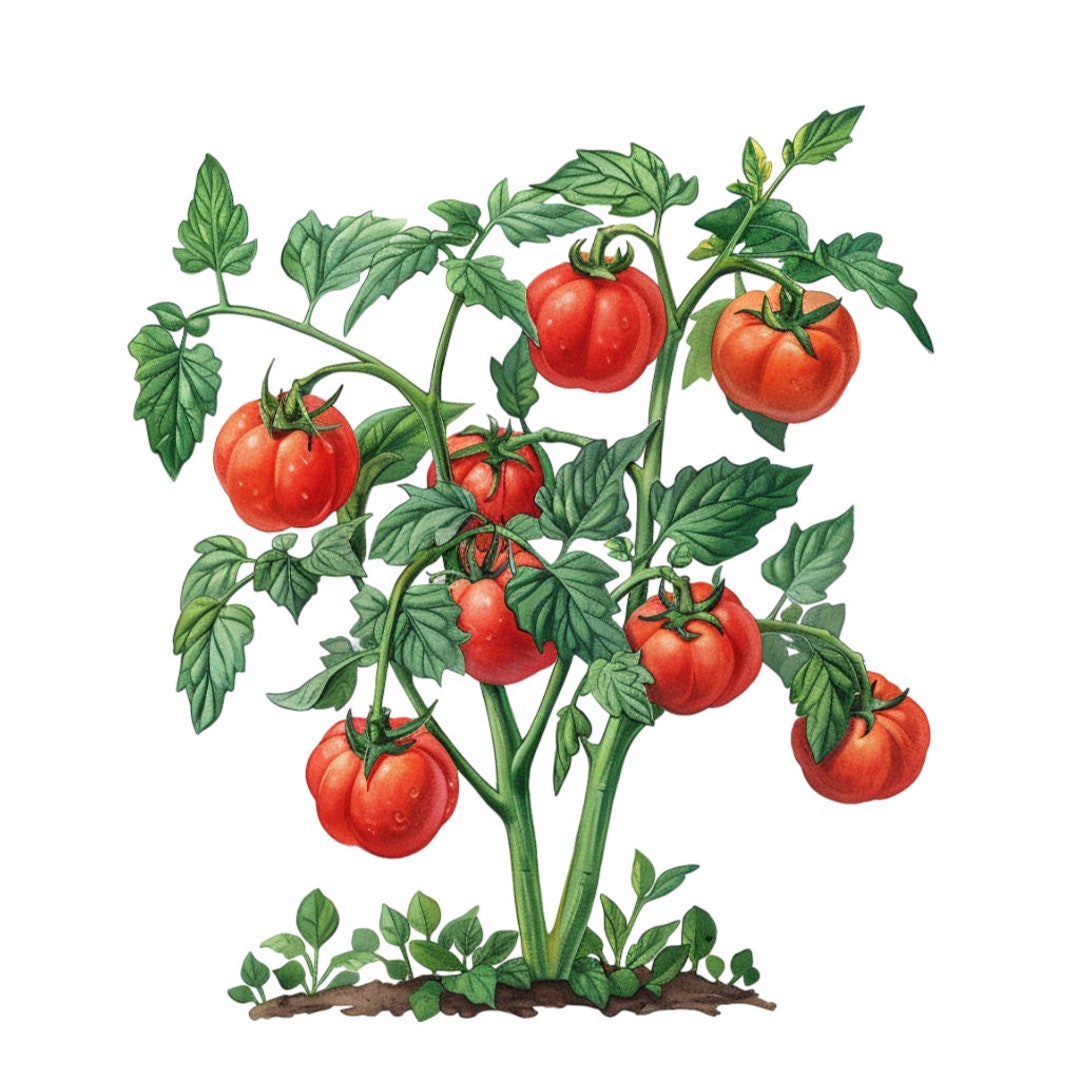 Tomato Plants in the Ground Clipart Bundle, 15 High-quality JPG, Craft ...
