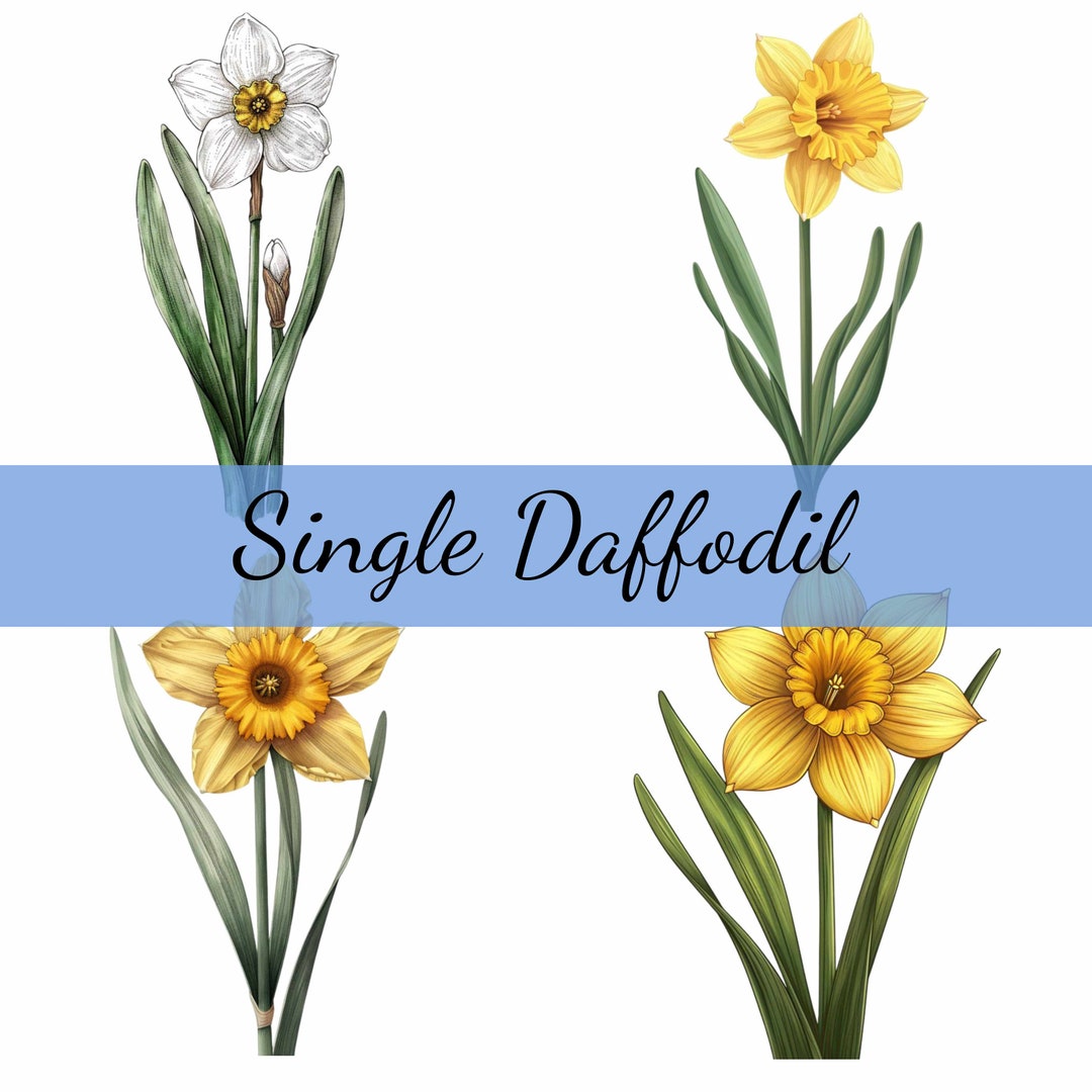 16 Single Daffodil Flower Clipart Bundle, 16 High-quality JPG, Craft ...