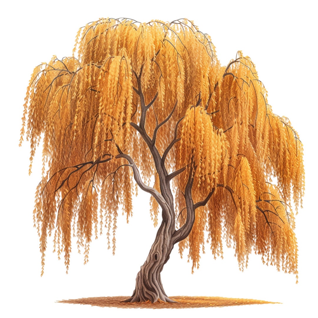 Willow Tree Summer and Fall Clipart Bundle, 16 High-quality JPG, Craft ...