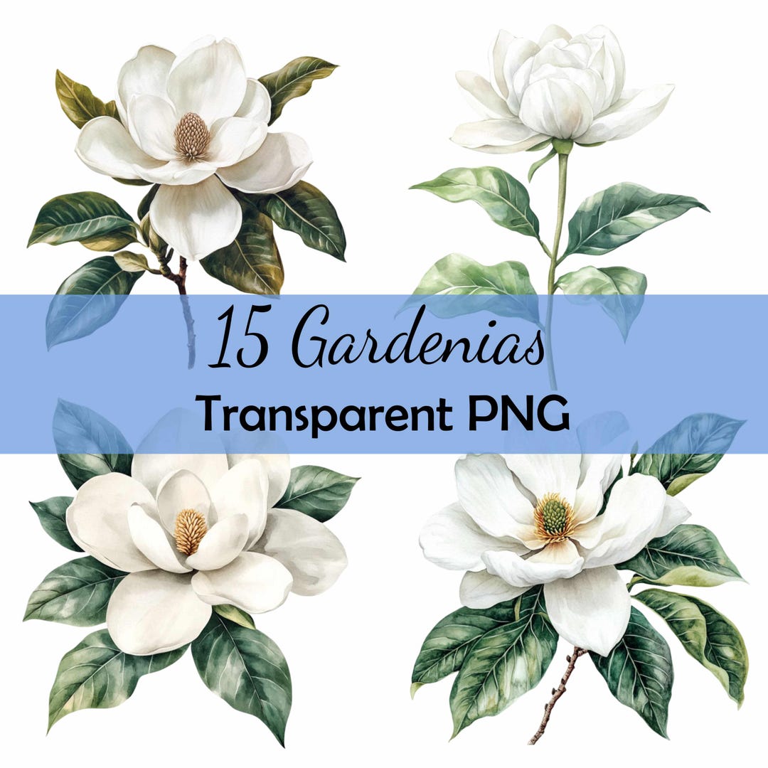 15 Gardenia Flower Watercolor Clipart Bundle Transparent PNG Download ...