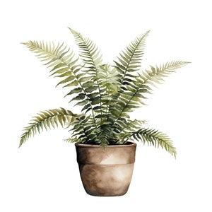 Ferns in Pots Clipart Bundle, High-quality JPG, Craft Art, Card Making ...