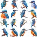 Beautiful Kingfisher Bird Clipart Bundle, 16 High-quality JPG, Craft ...