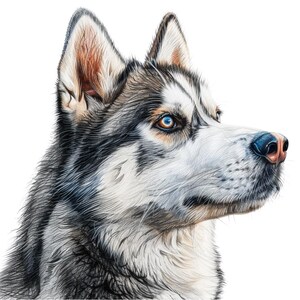 Cute Husky Clipart Bundle, 16 High-quality JPG, Craft Art, Card Making ...