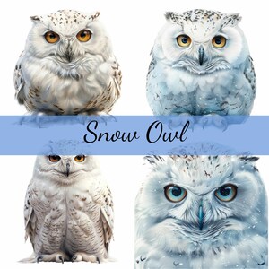 Snow Owl Clipart Bundle,12 High-quality JPG, Craft Art, Card Making ...