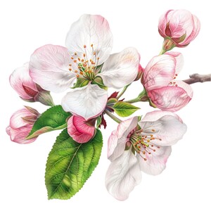Apple Blossomflowers Clipart Bundle, 16 High-quality JPG, Craft Art ...