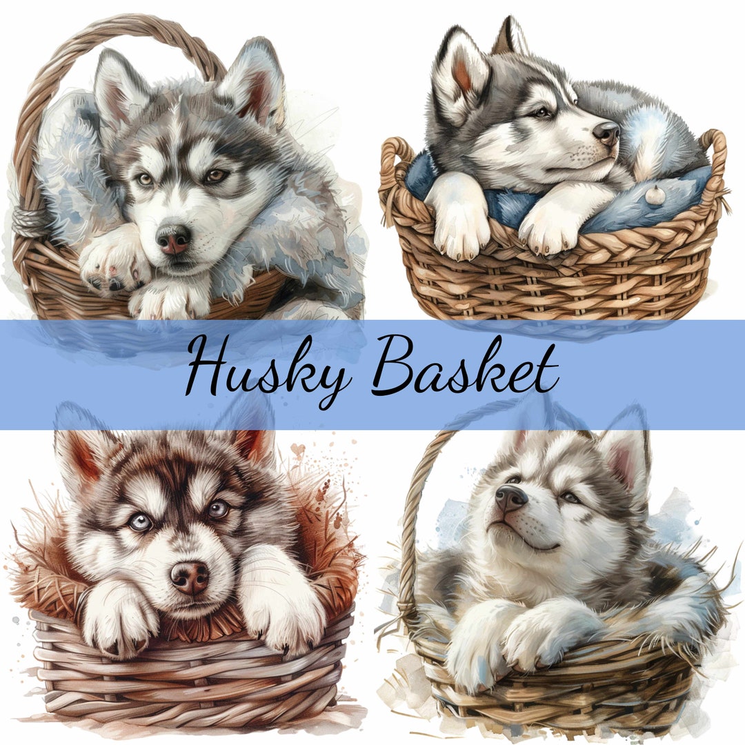 16 Cute Husky Dog in a Basket Clipart Bundle, 16 High-quality JPG ...