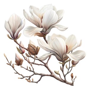 15 Magnolia Tree Flowers Clipart Bundle, 15 High-quality JPG, Craft Art ...