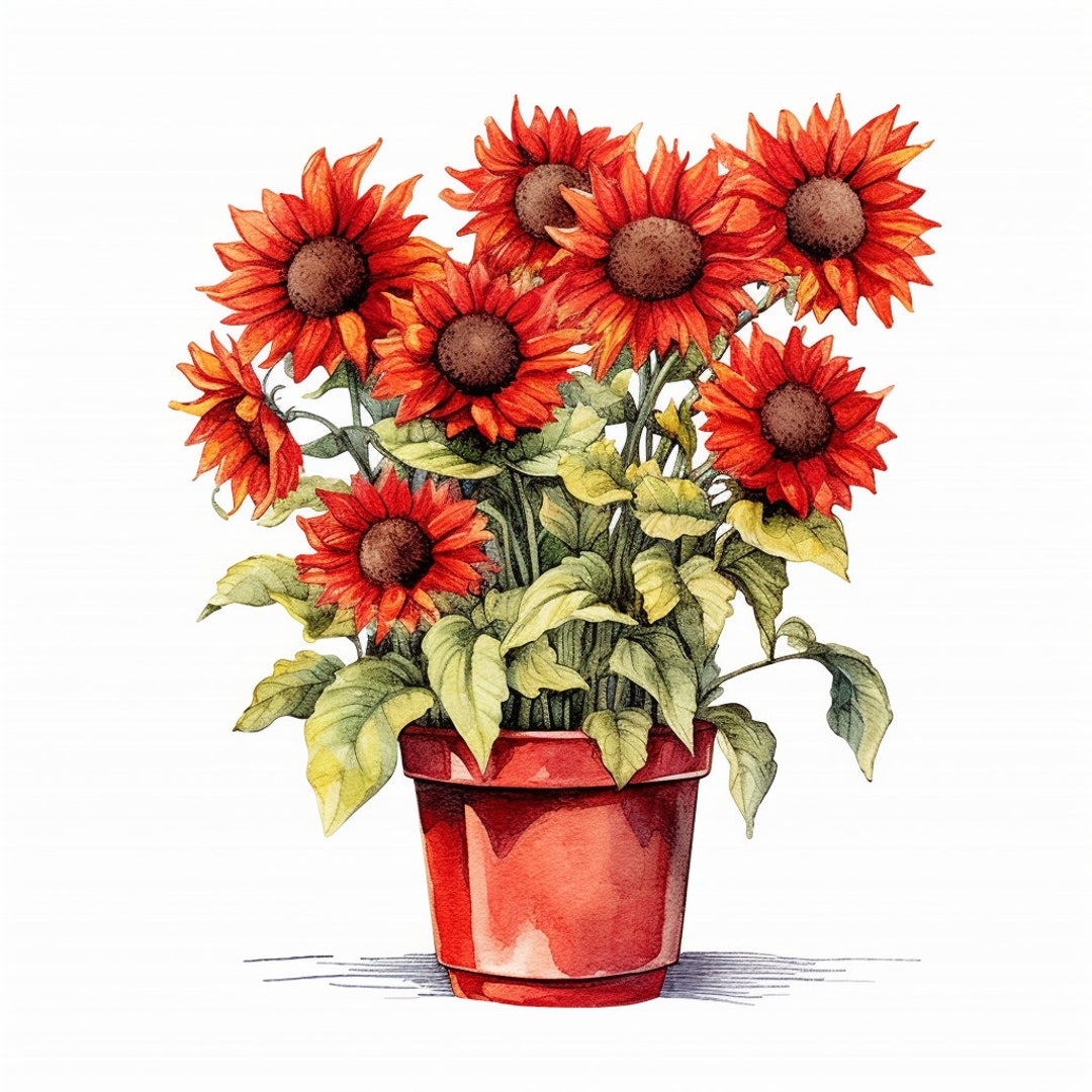 16 Red Sunflowers in Pots Clipart Bundle, High-quality PNG, Watercolor ...